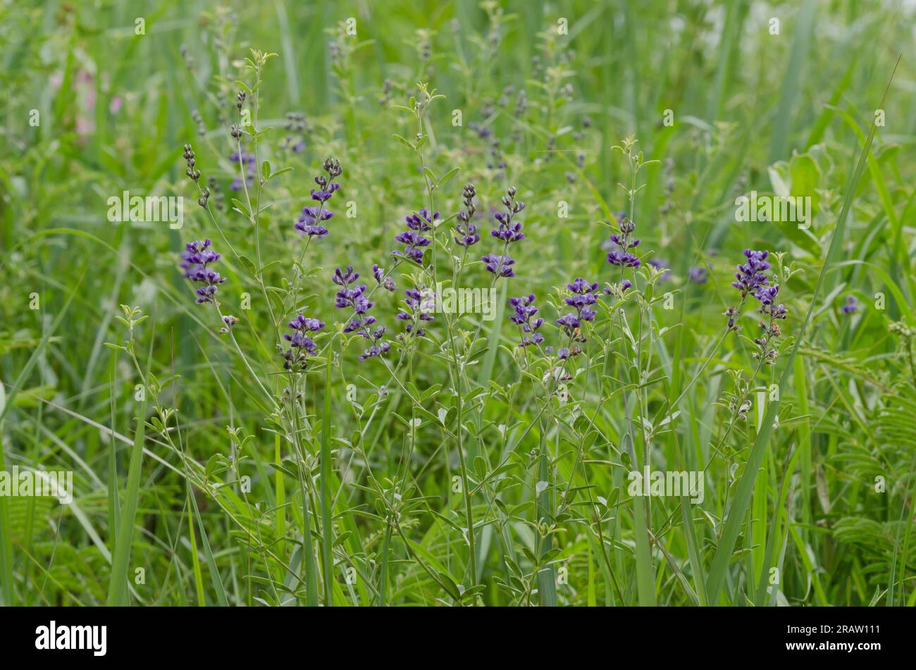 Psoralidium tenuiflorum hi-res stock photography and images - Alamy