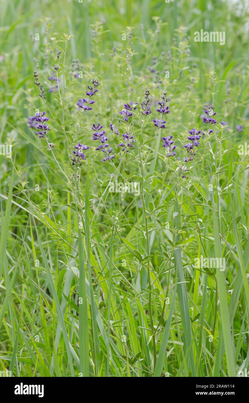 Scurfy pea hi-res stock photography and images - Alamy