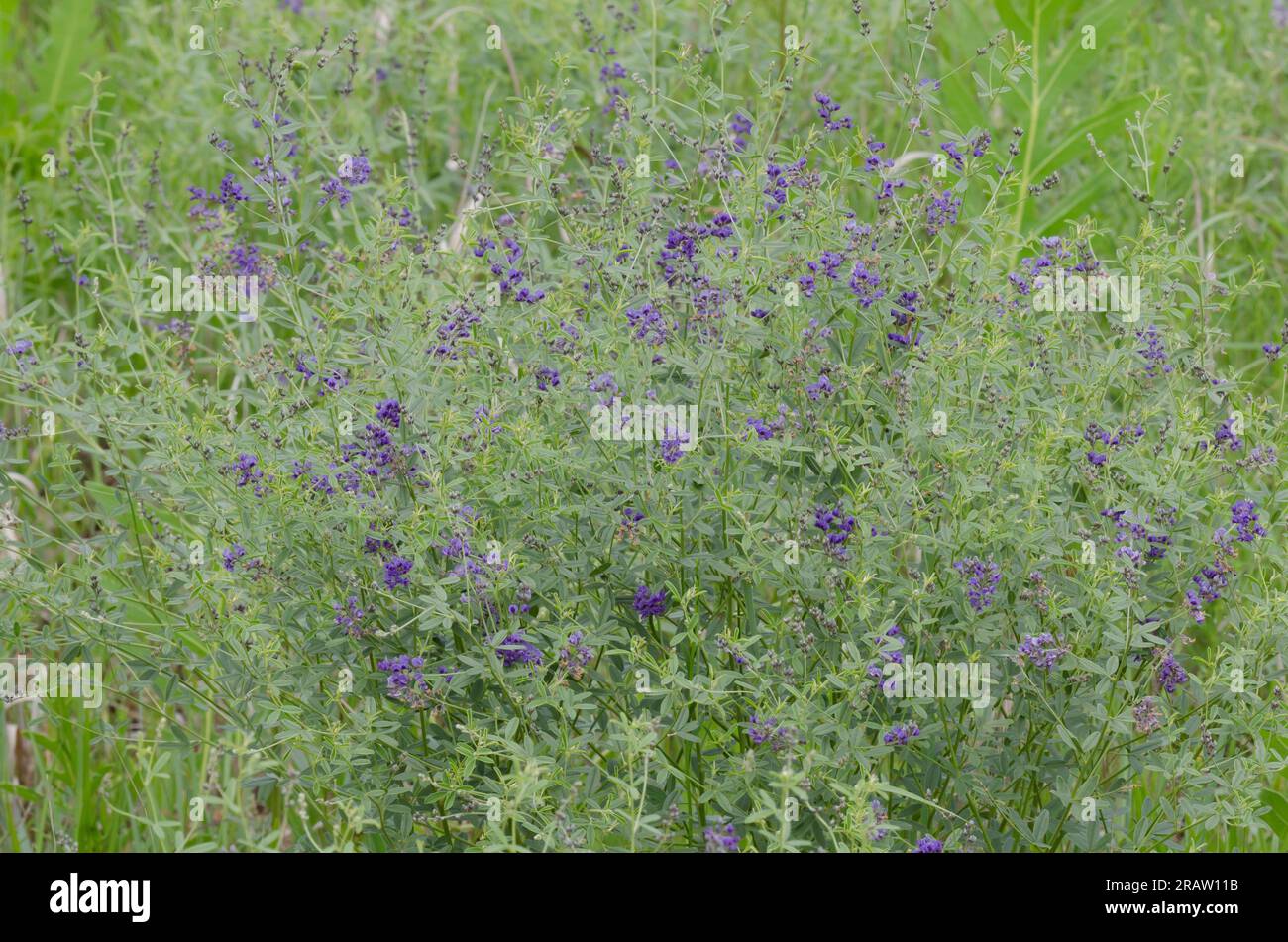 Slimflower Scurfpea, Psoralidium tenuiflorum Stock Photo - Alamy