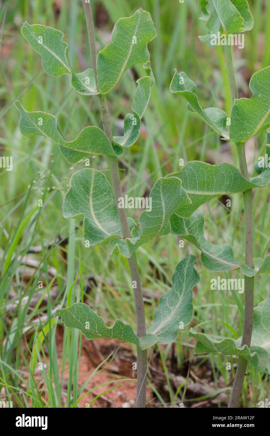 Clasping Milkweed, Asclepias amplexicaulis, leaves Stock Photo - Alamy