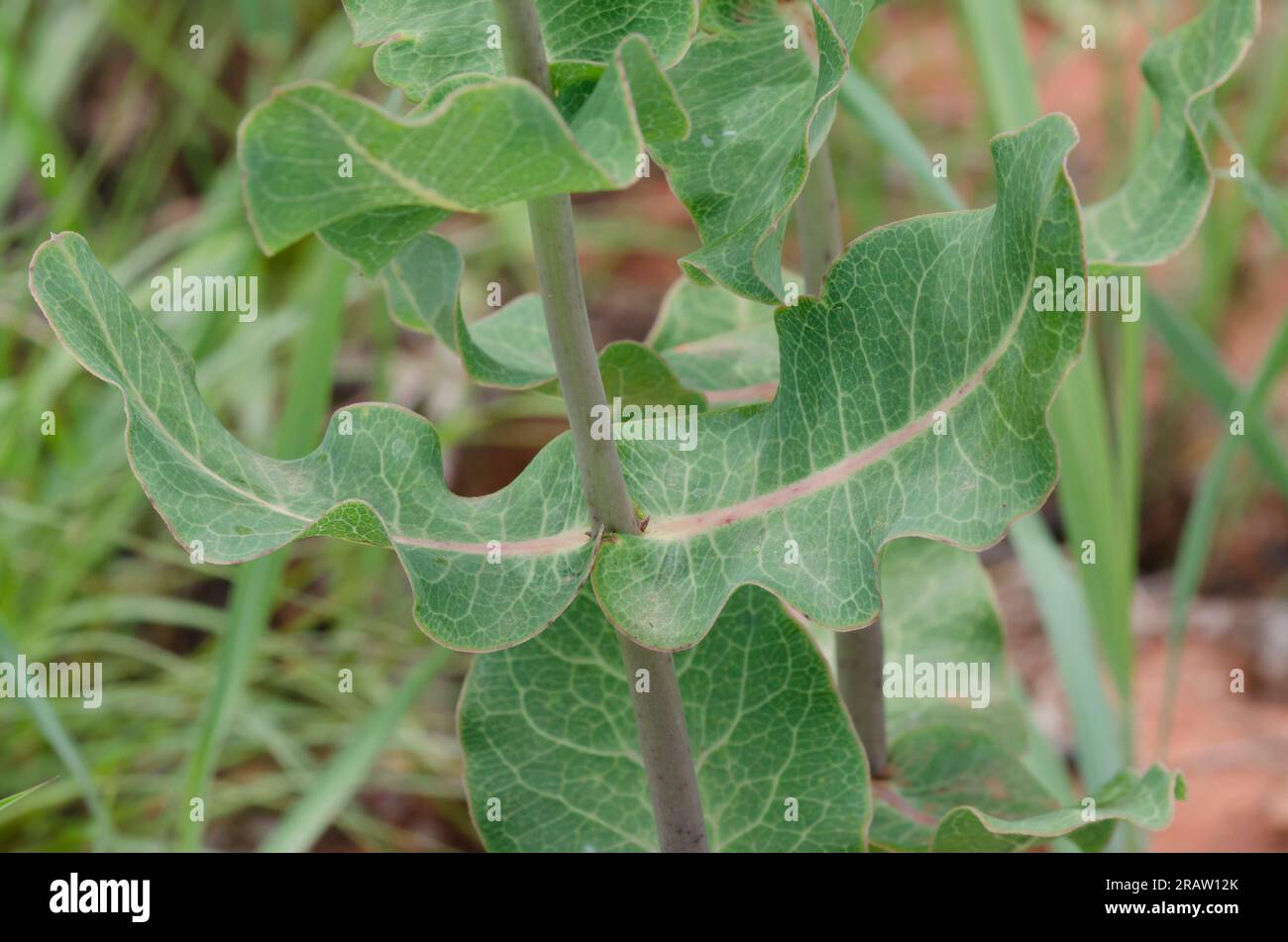 Clasping Milkweed, Asclepias amplexicaulis, leaves Stock Photo - Alamy