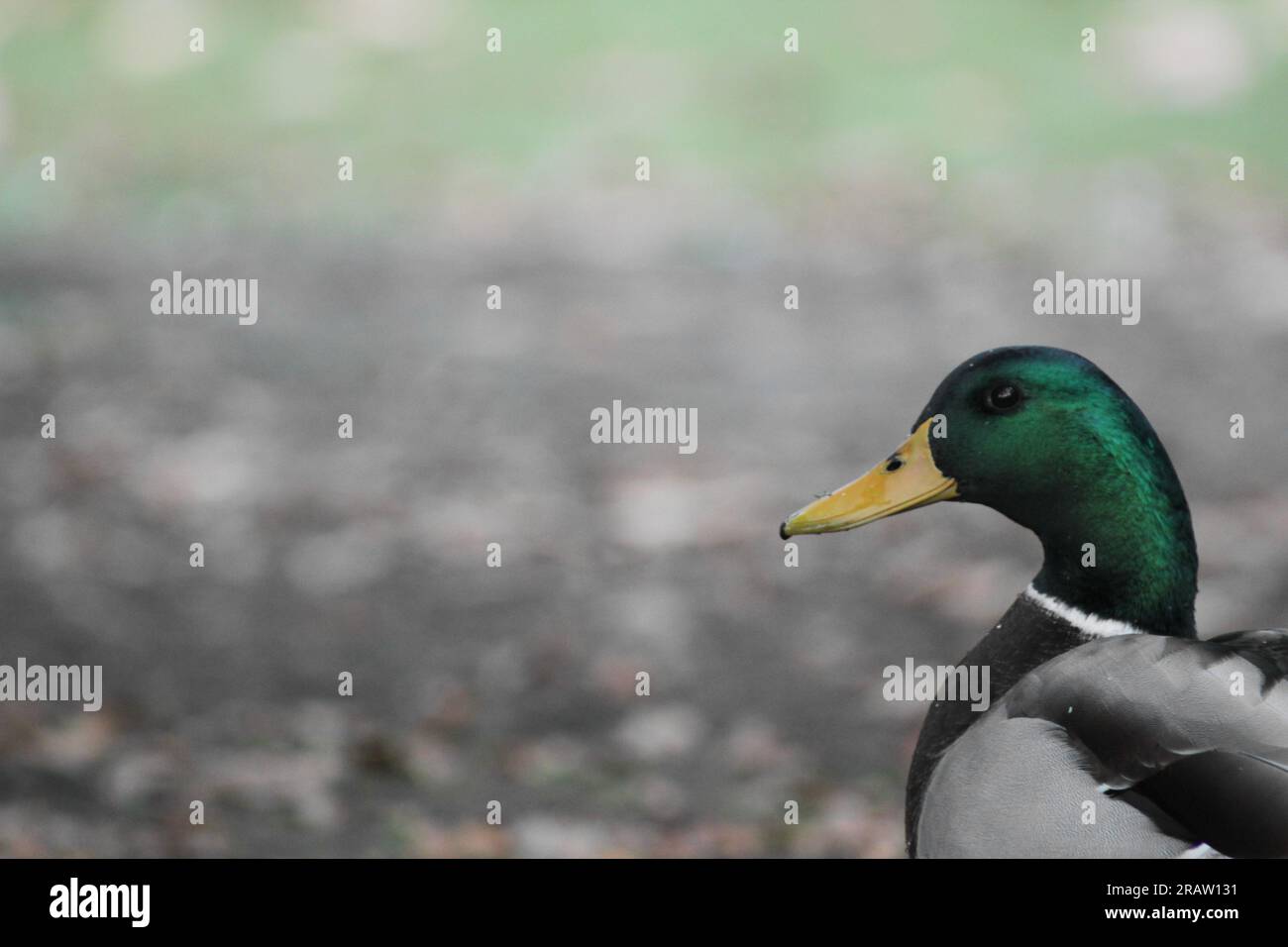 A profile shot of a duck that is looking to the left of the frame. The ...