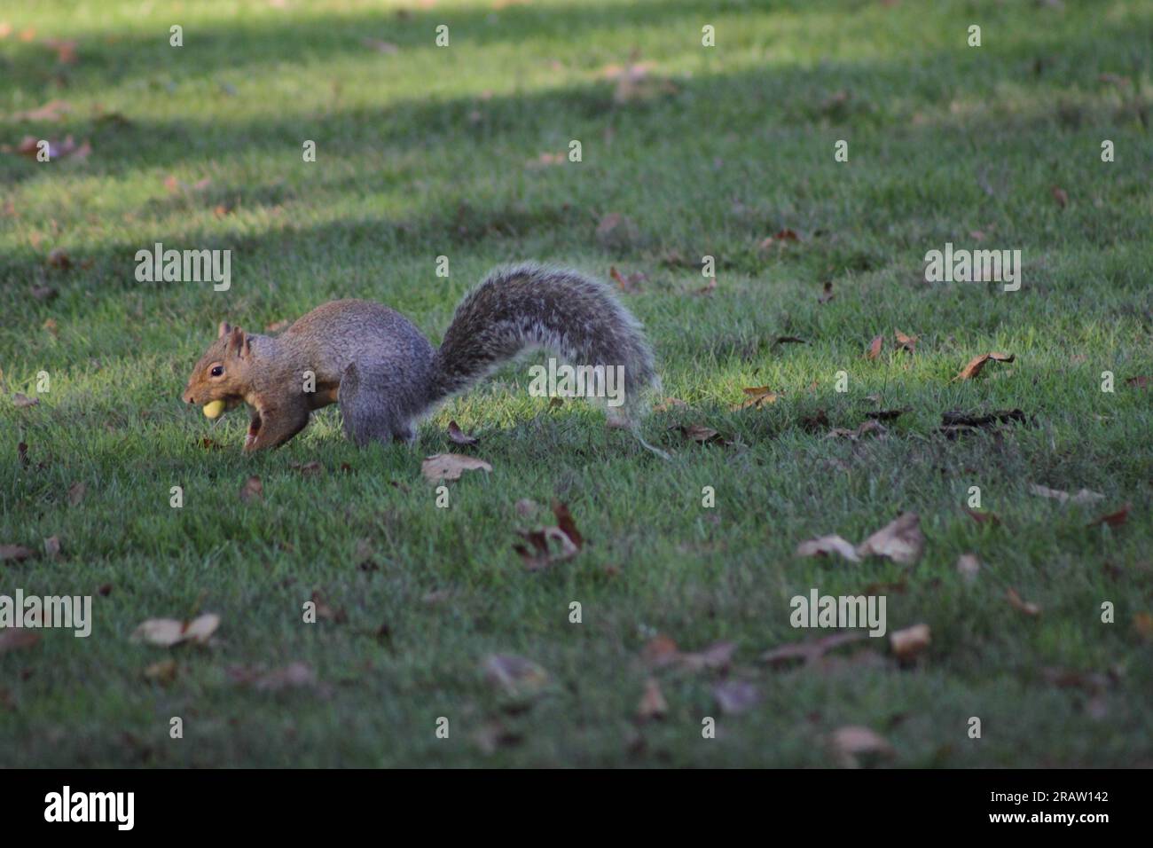 A squirrel has some food in its mouth Stock Photo - Alamy