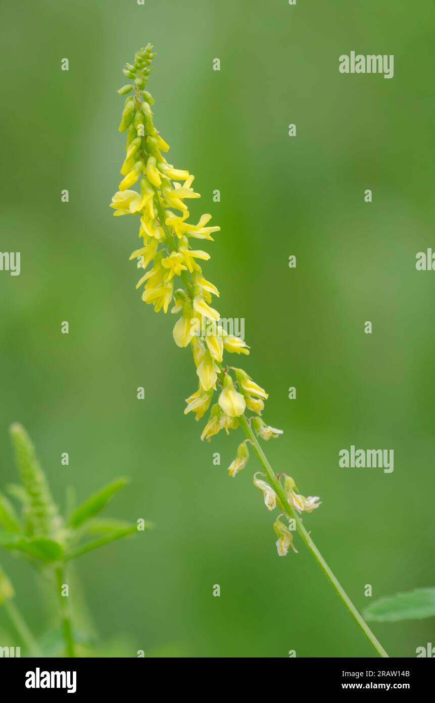 Yellow sweet clover hi-res stock photography and images - Alamy