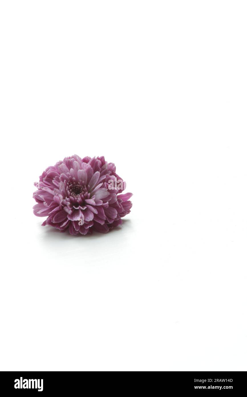 Single flower head on a white background Stock Photo - Alamy
