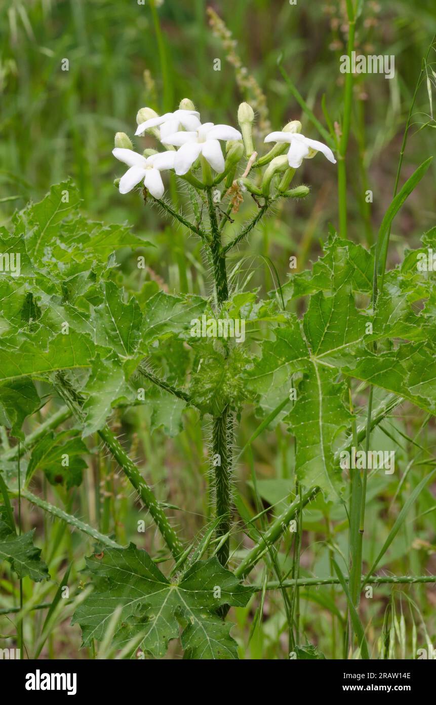 Texas Bullnettle, Cnidoscolus texanus Stock Photo - Alamy