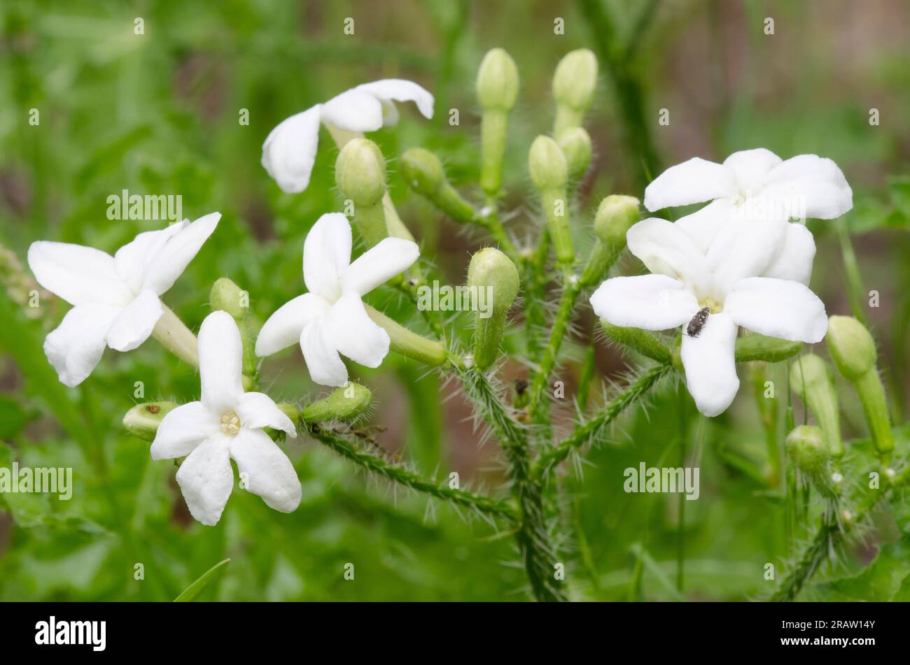 Texas Bullnettle, Cnidoscolus texanus Stock Photo - Alamy