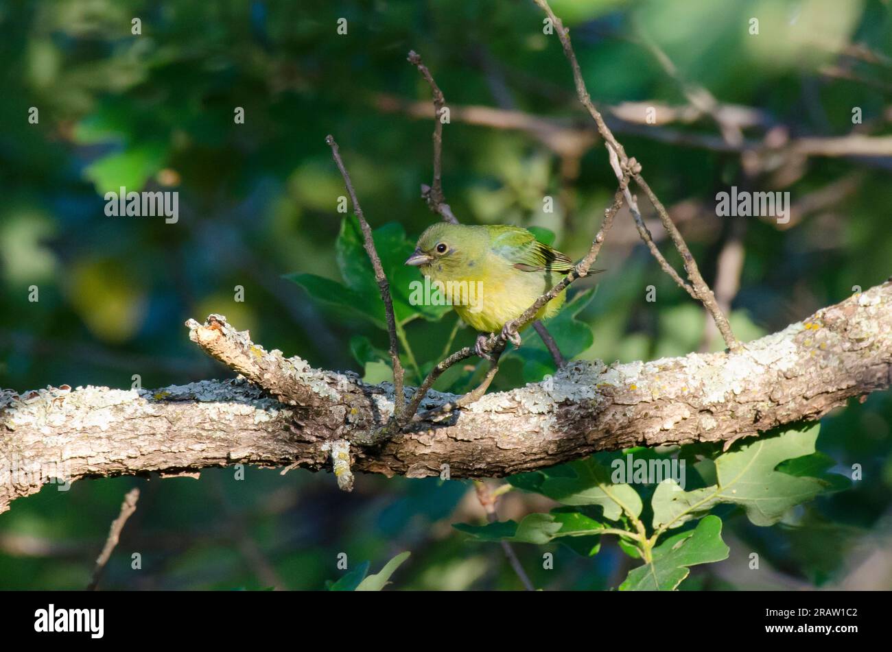 Painted bunting forest hi-res stock photography and images - Alamy