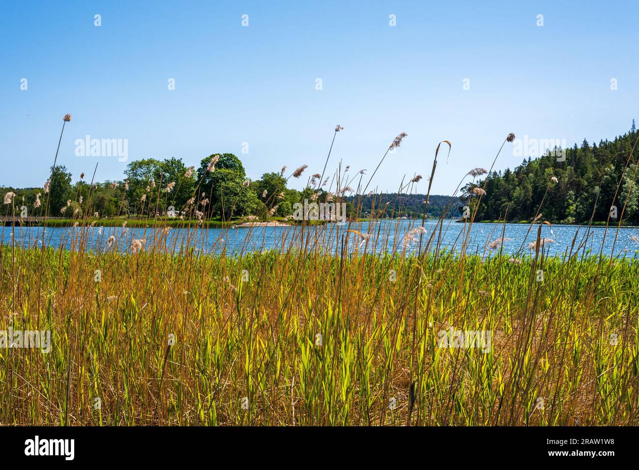 Landscape. Lake water and sun, green grass Stock Photo - Alamy