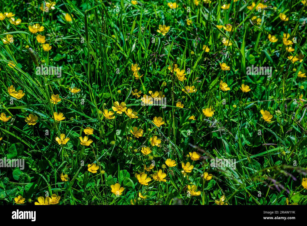 Green grass field with yellow flowers Stock Photo - Alamy