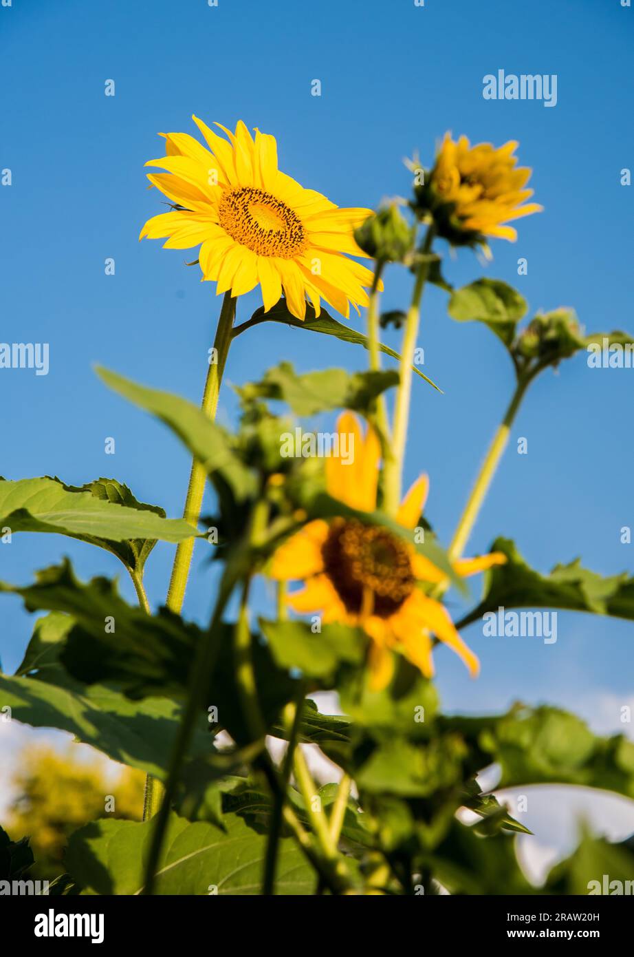 Sunflowers reaching for the sun. The name comes from their ...