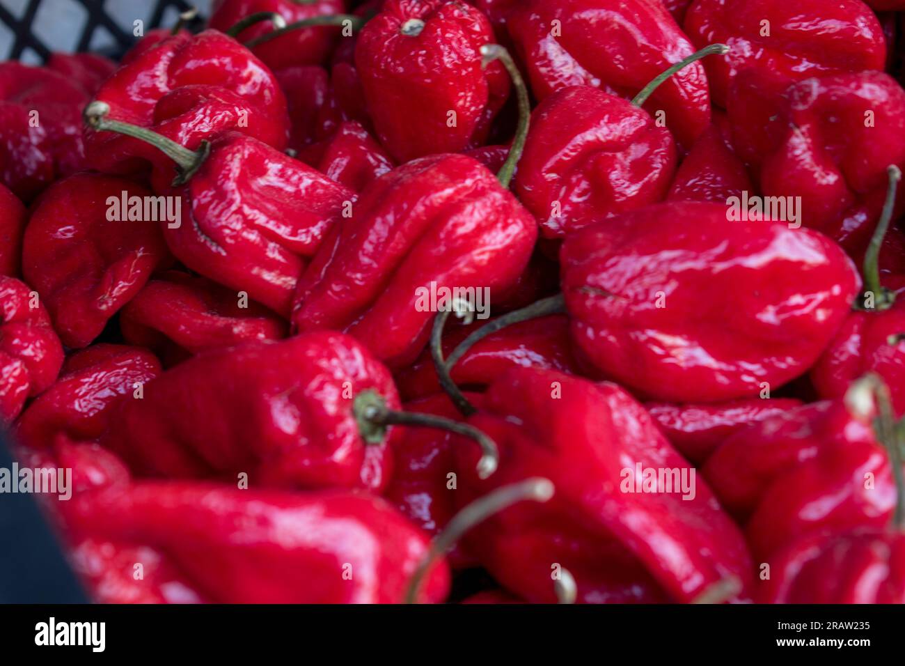 The Naga Morich is a chili pepper grown in Northeast India and ...