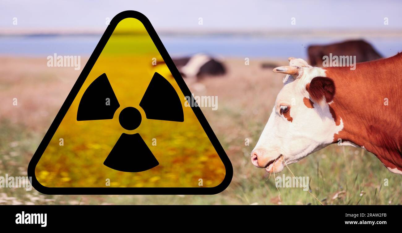 Nuclear symbol and cow on pasture Stock Photo - Alamy