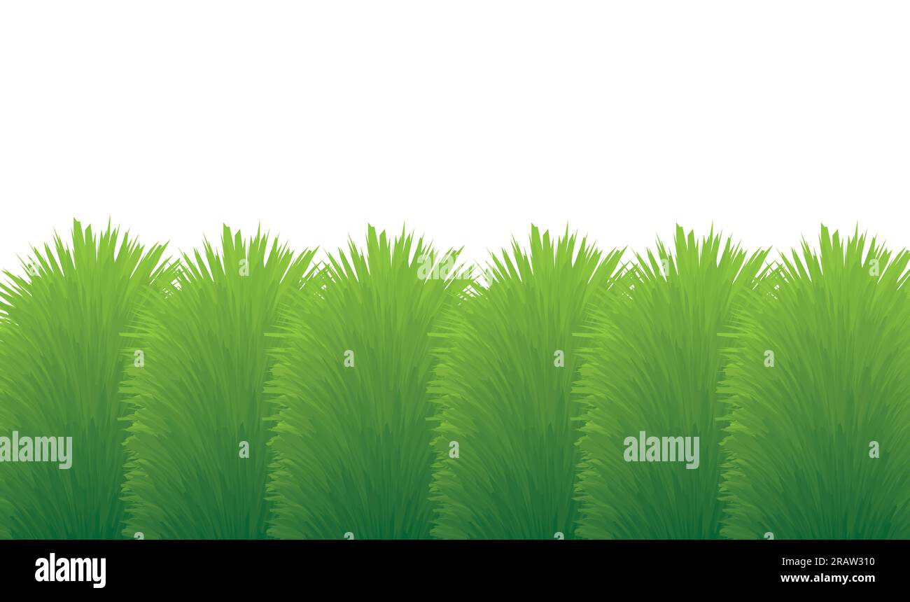 green decorative grass, hedge against white backround - vector ...