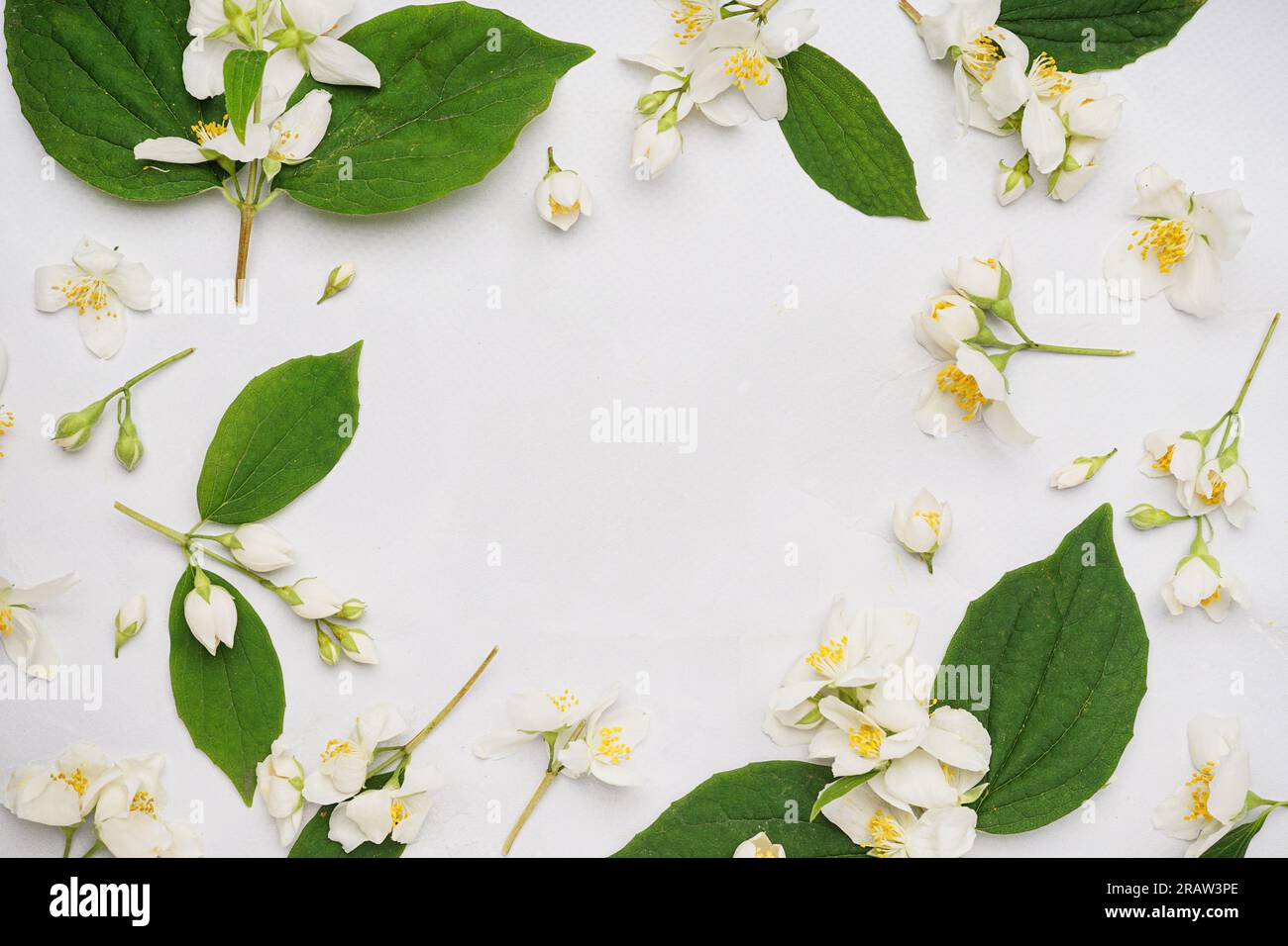 Frame made of beautiful jasmine flowers and leaves on light background ...