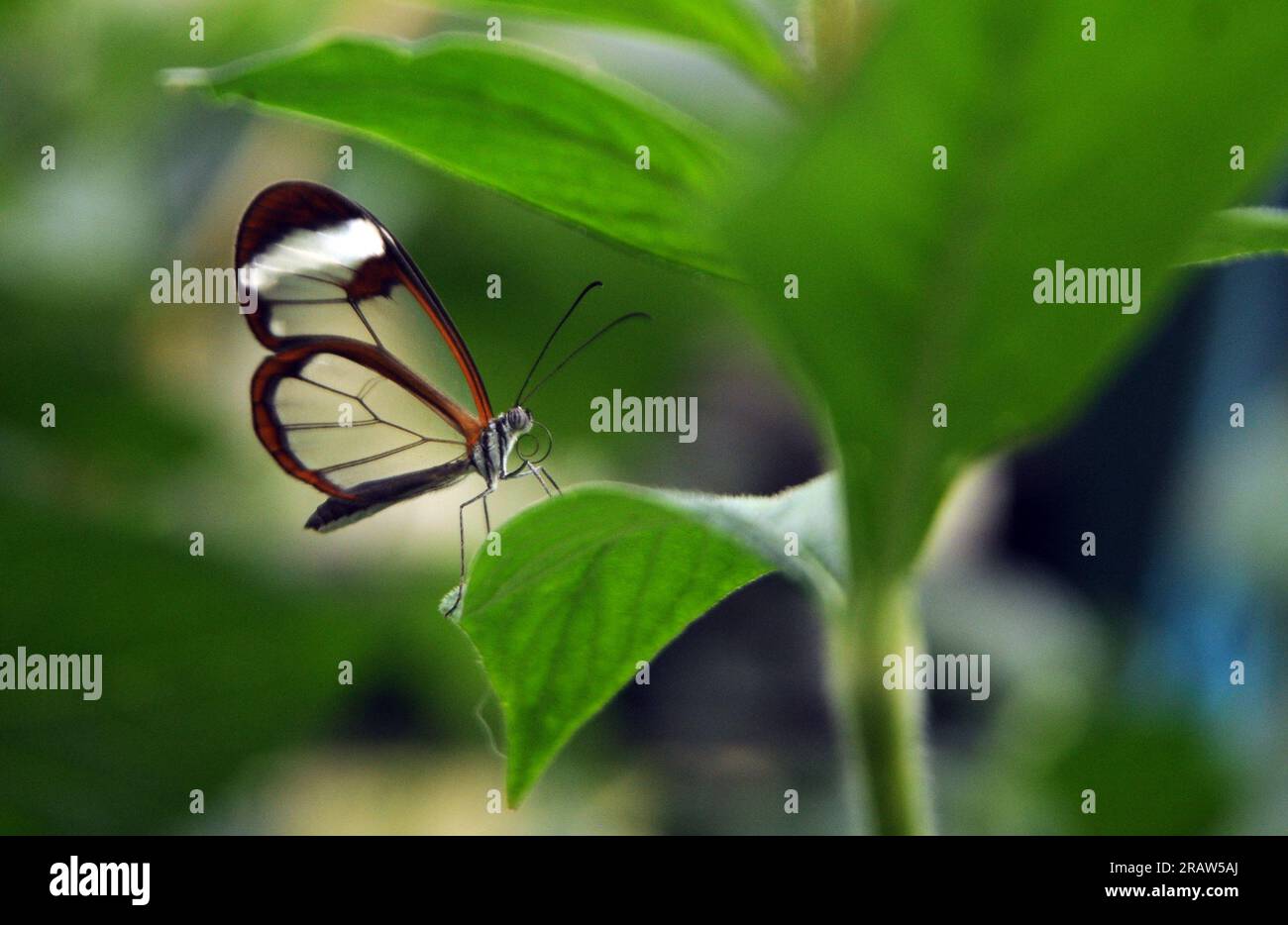 GLASSWING BUTTERFLY, CUMBERLAND HOUSE NATURAL HISTORY MUSEUM ...