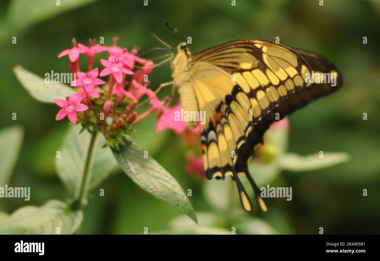 KING SWALLOWTAIL BUTTERFLY, BUTTERFLY HOUSE, CUMBERLAND HOUSE NATURAL ...