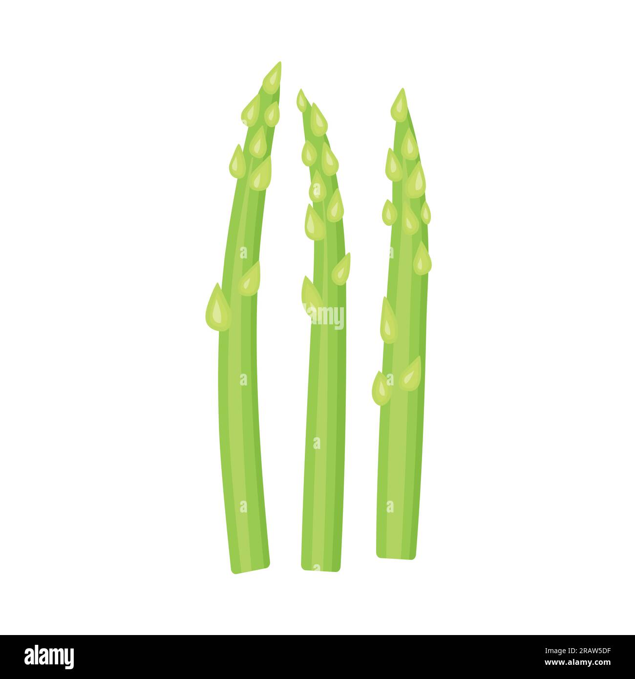 fresh asparagus on white background- vector illustration Stock Vector ...