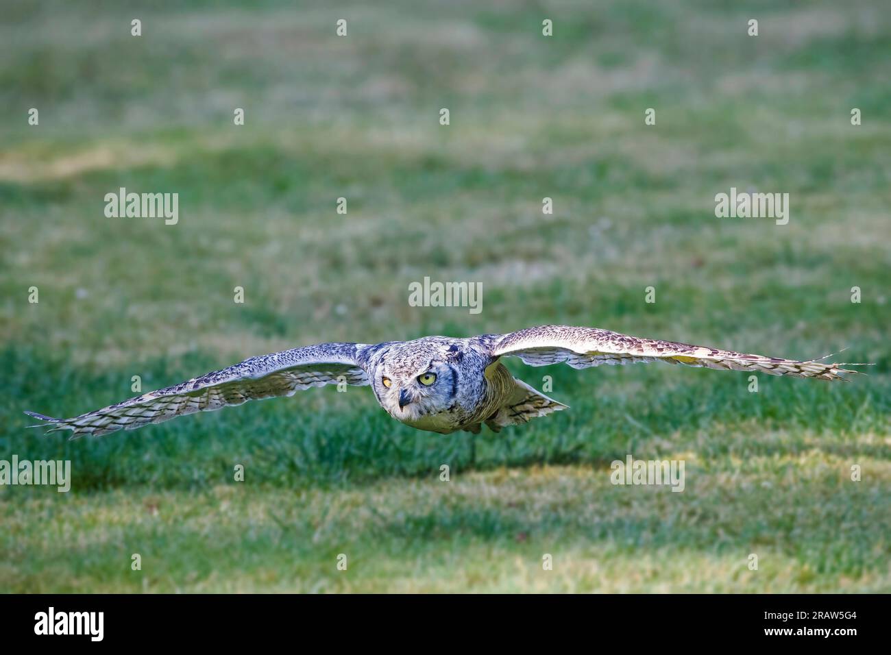 A Great Horned Owl raptor in flight Stock Photo - Alamy
