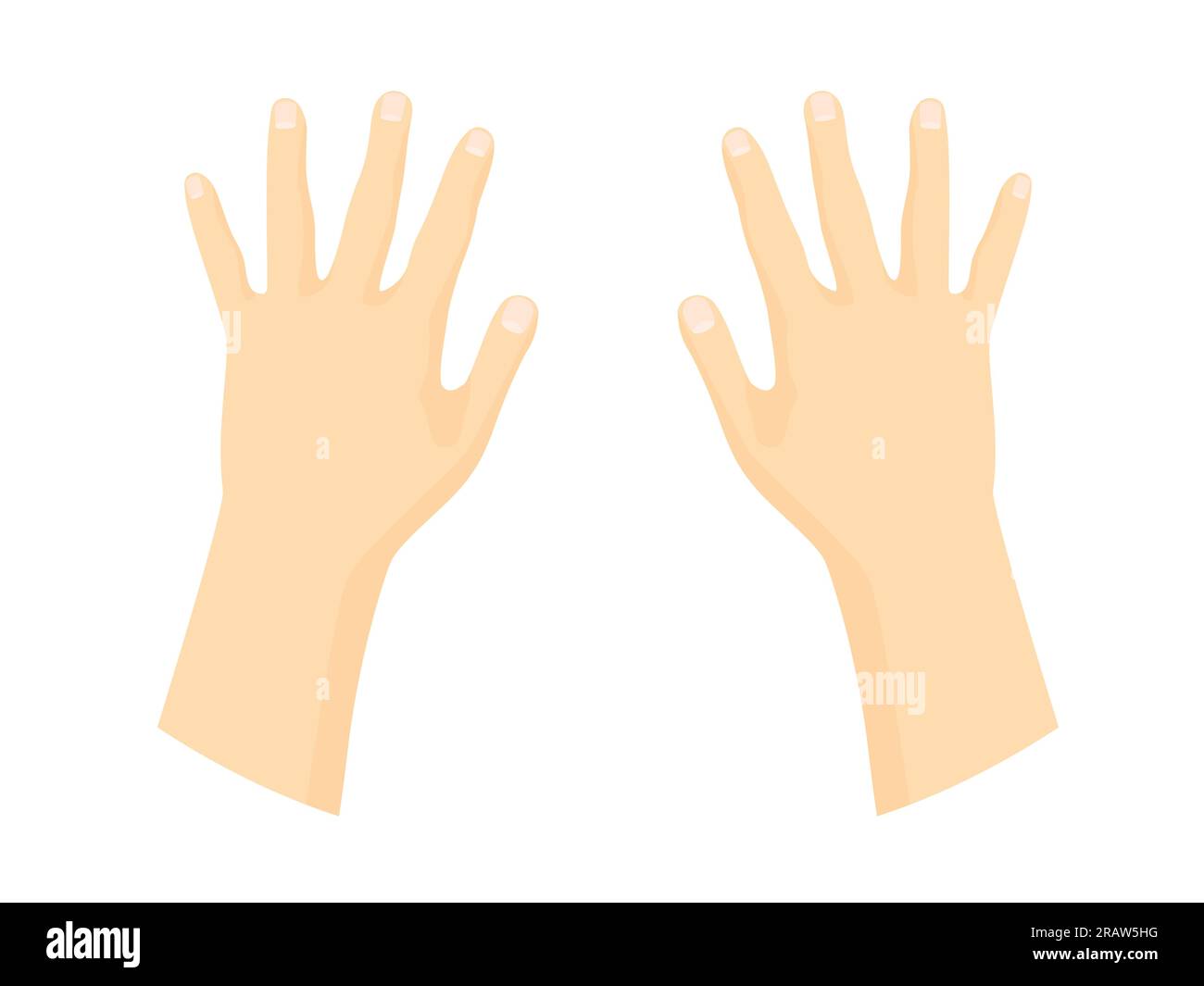 back of human hands - vector illustration Stock Vector Image & Art - Alamy