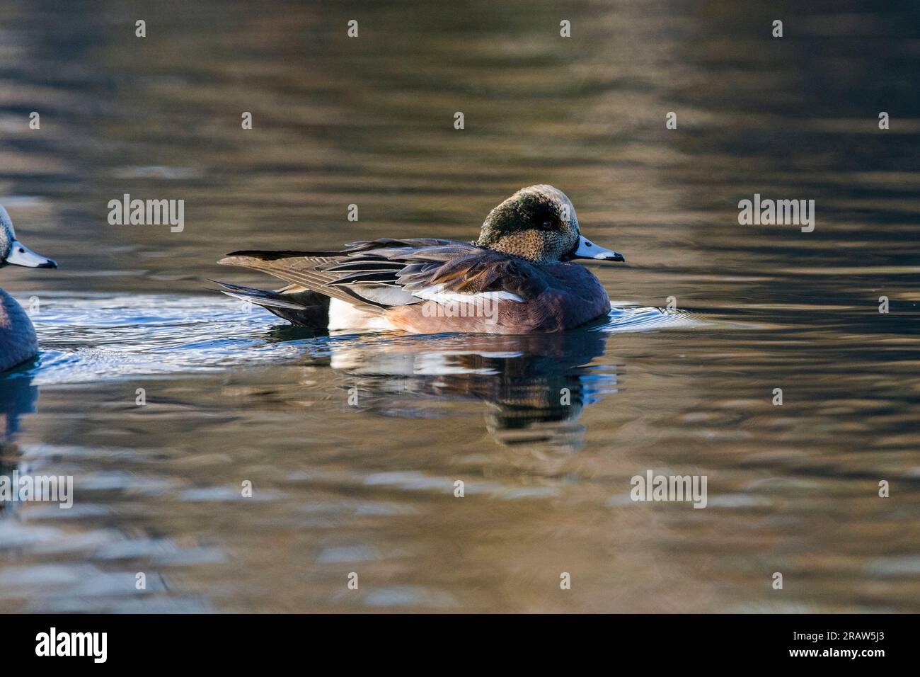 Baldpate duck hi-res stock photography and images - Alamy