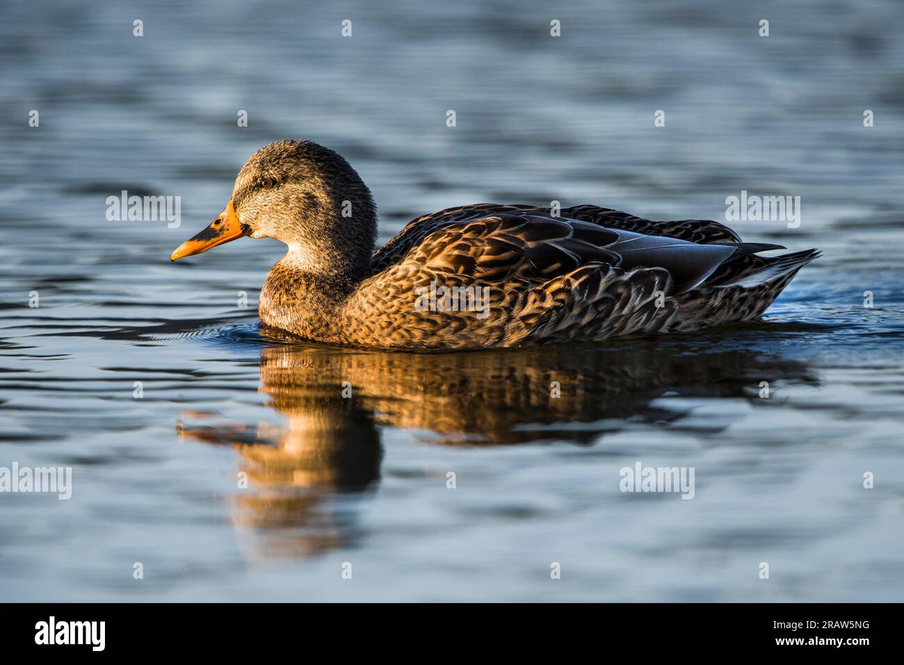 Image of a Mallard female duck Stock Photo - Alamy