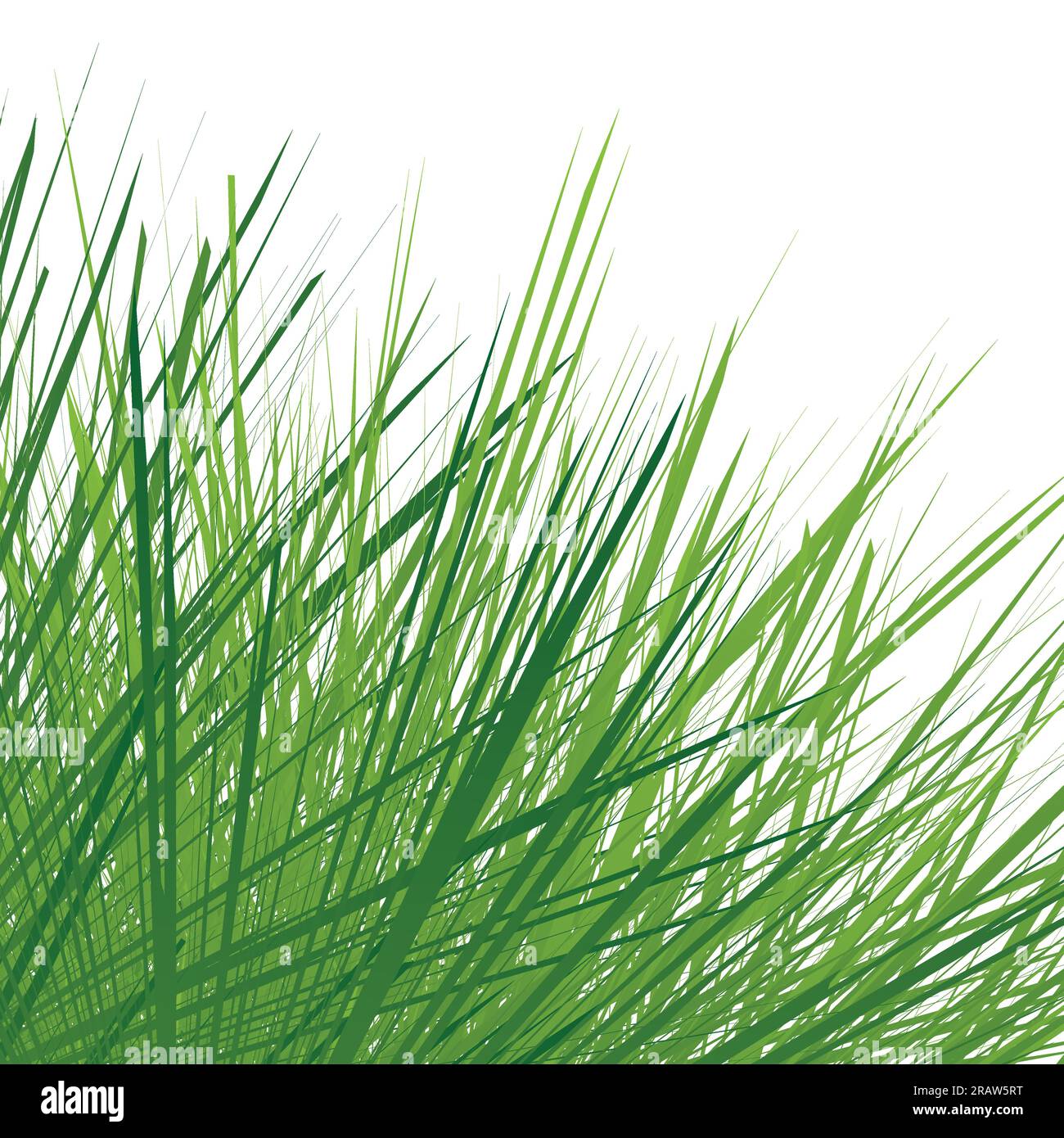 blades of green grass against white background- vector illustration ...