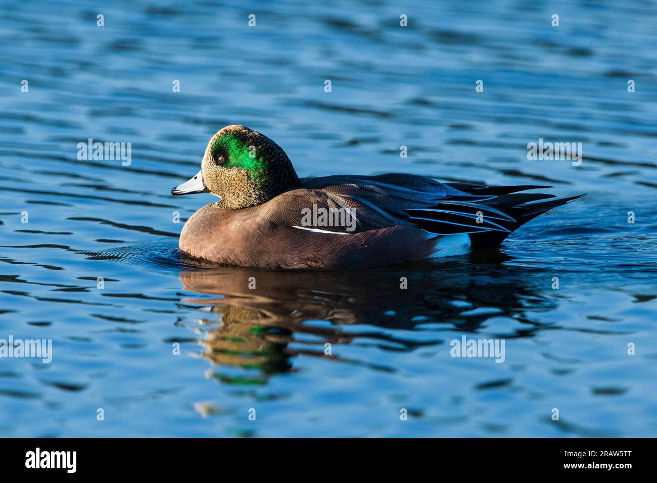 Image of an American Wigeon male duck Stock Photo - Alamy
