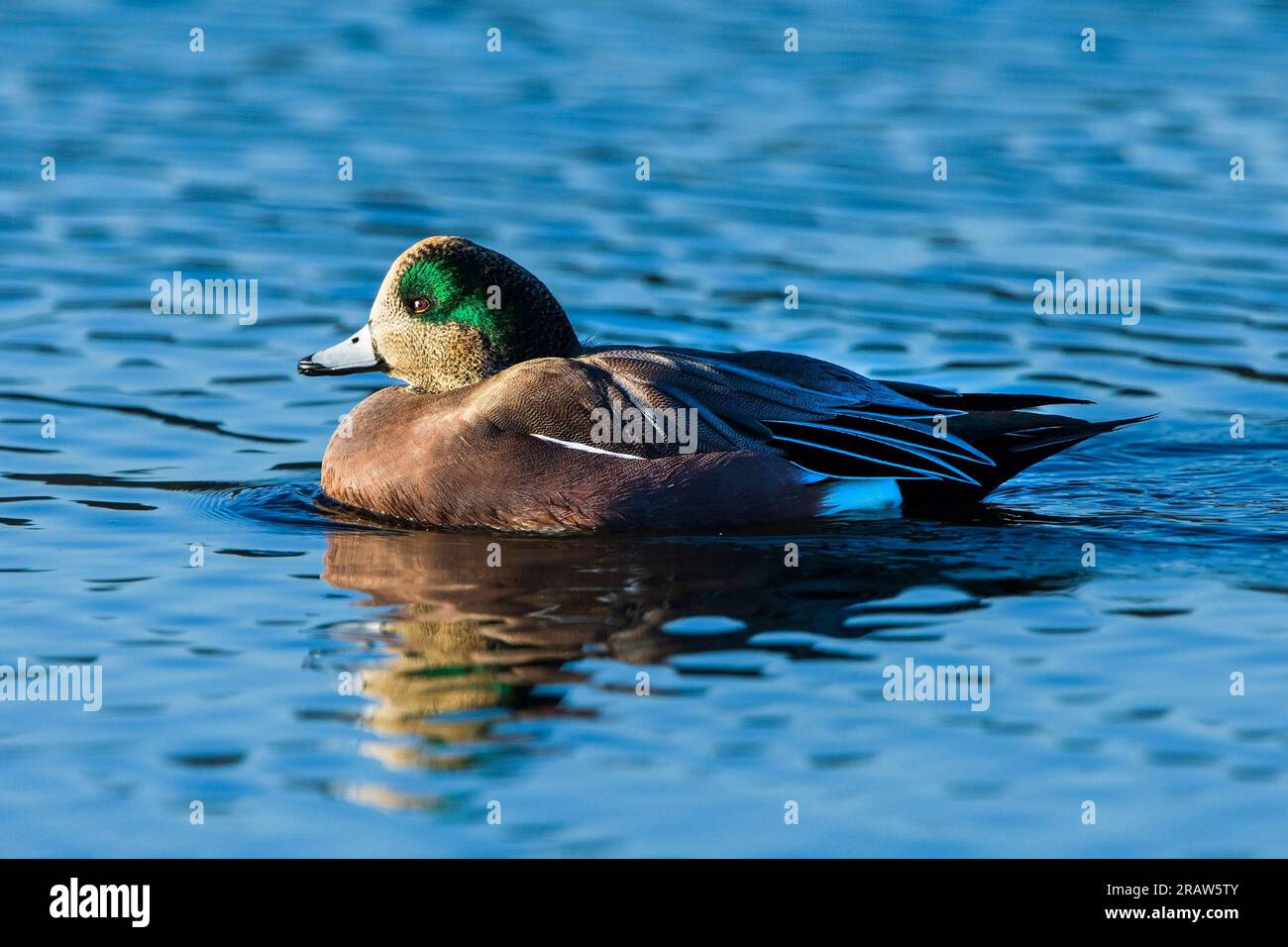 Image of an American Wigeon male duck Stock Photo - Alamy
