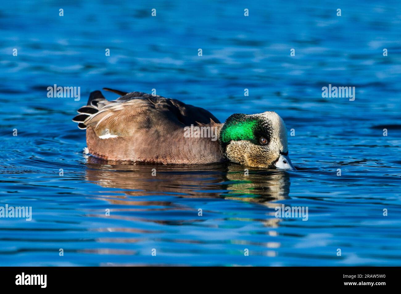 Image of an American Wigeon male duck Stock Photo - Alamy