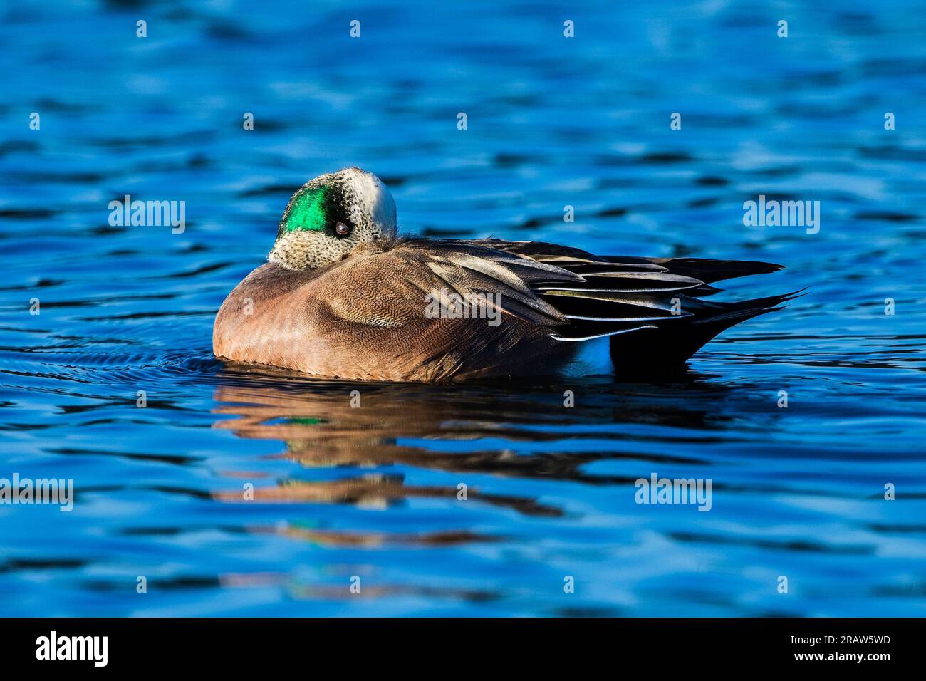 American wigeon duck male hi-res stock photography and images - Alamy