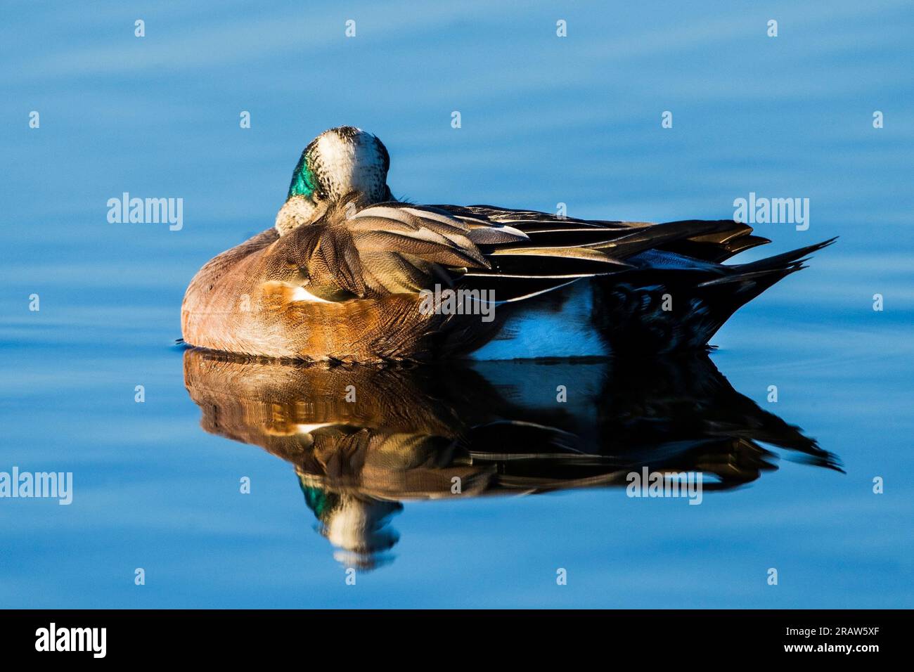 Image of an American Wigeon male duck Stock Photo - Alamy