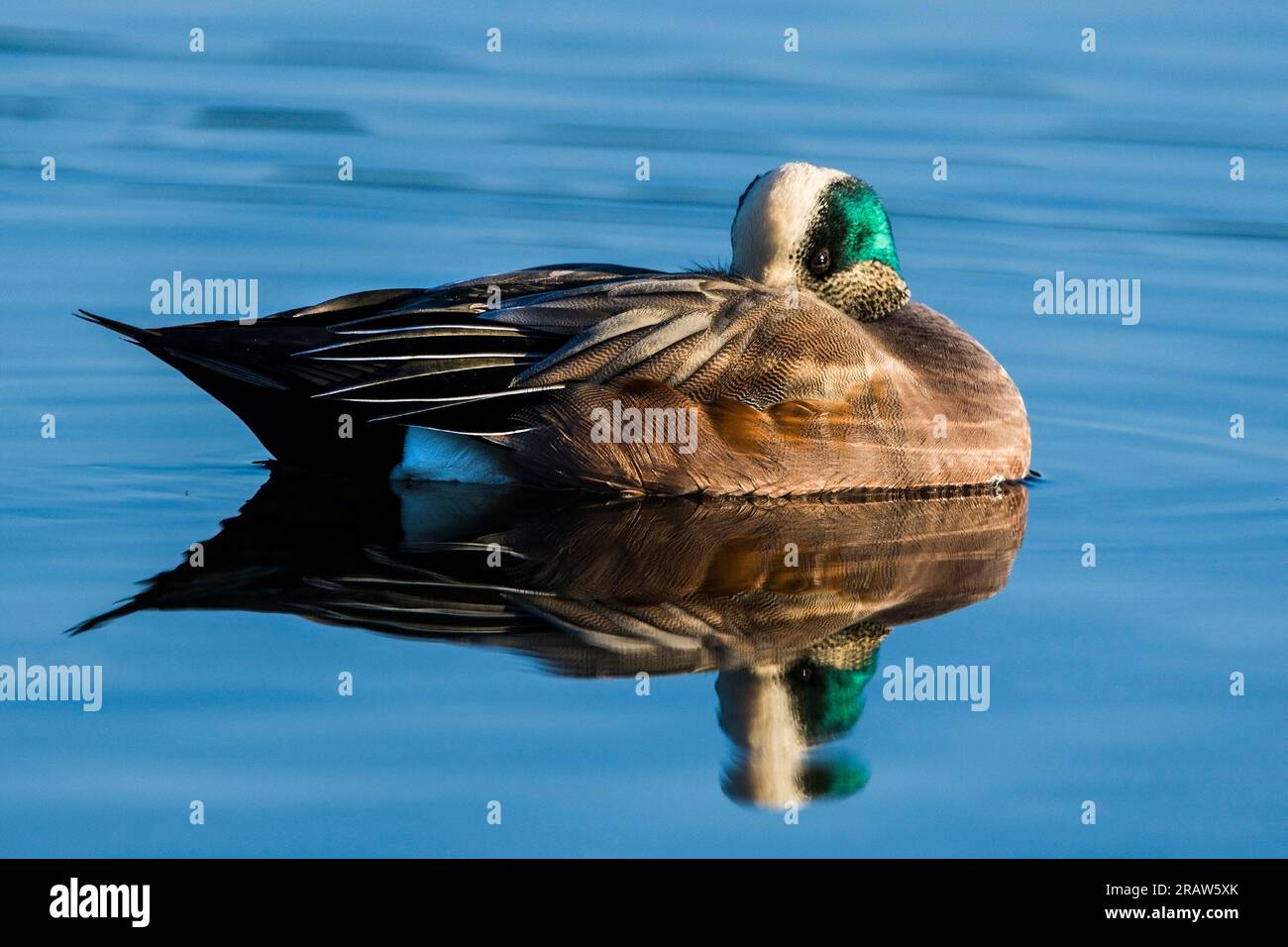 Image of an American Wigeon male duck Stock Photo - Alamy