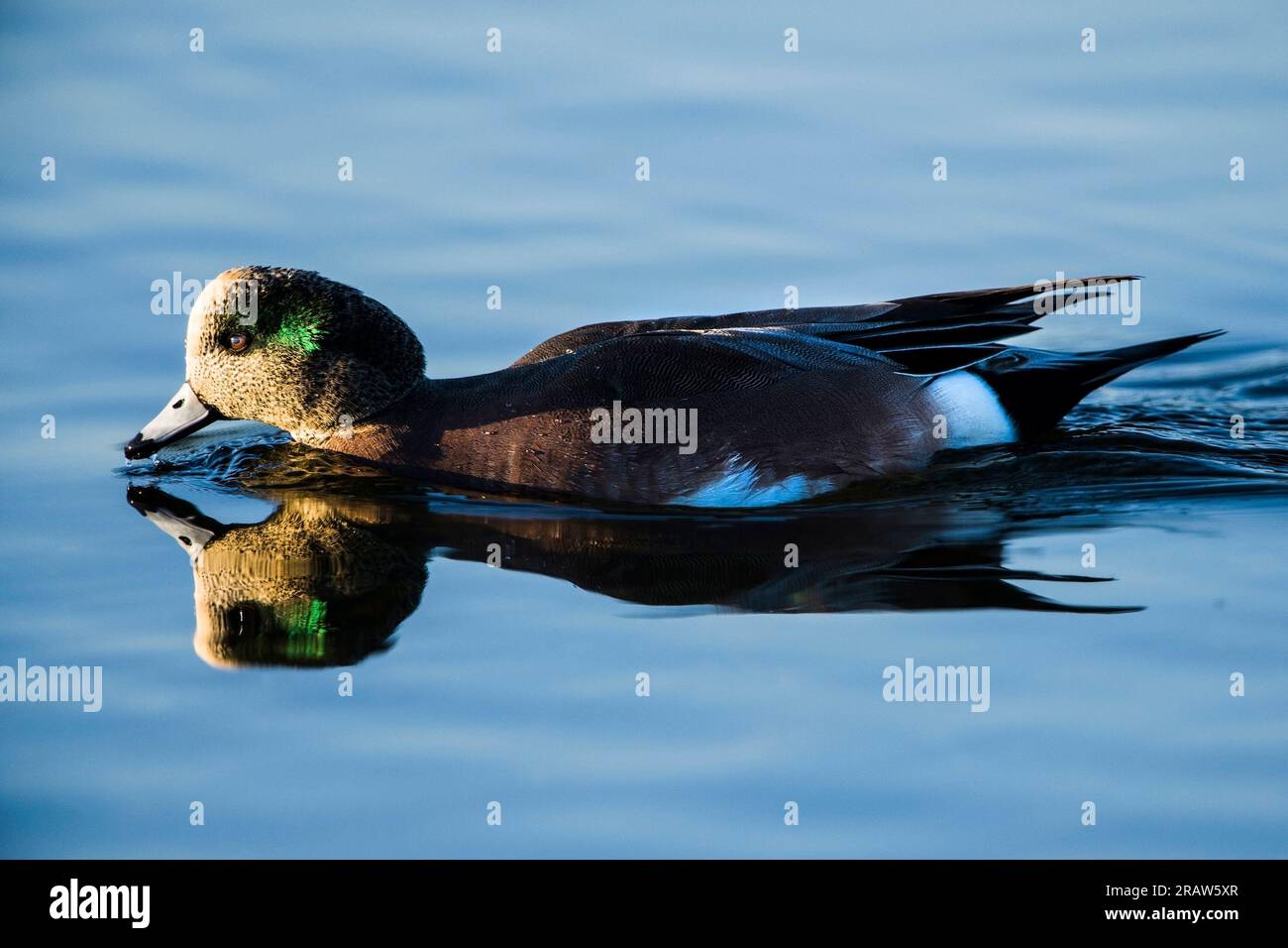 Image of an American Wigeon male duck Stock Photo - Alamy