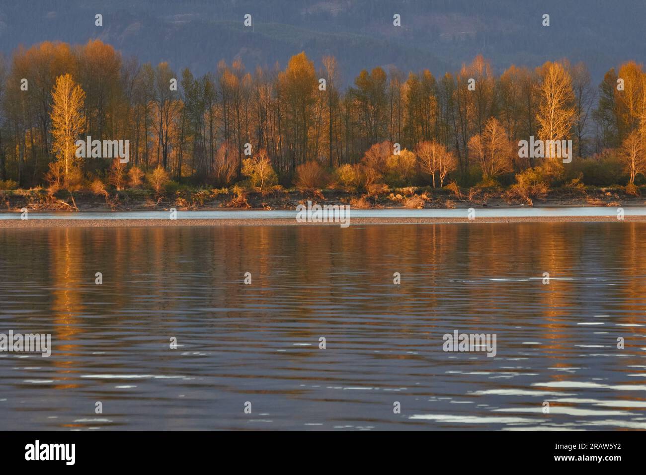 Spring trees line the side of a river Stock Photo - Alamy