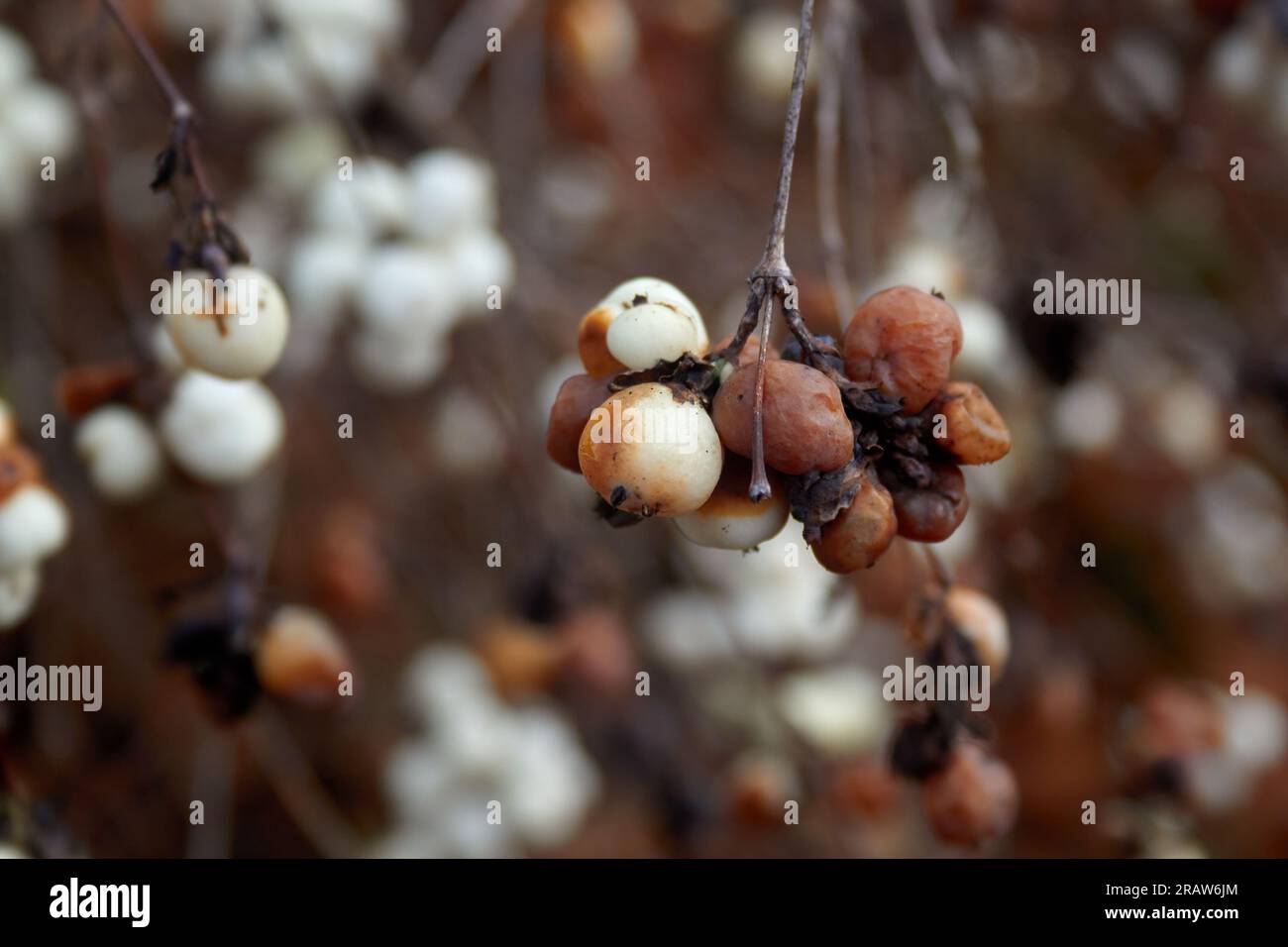 White berries that are changing colour on a stem Stock Photo - Alamy