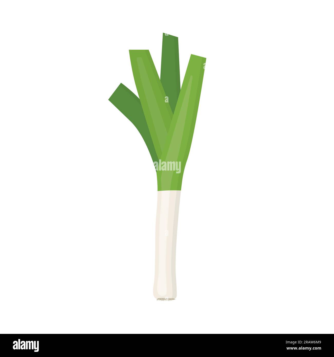 fresh leek vegetable -vector illustration Stock Vector Image & Art - Alamy