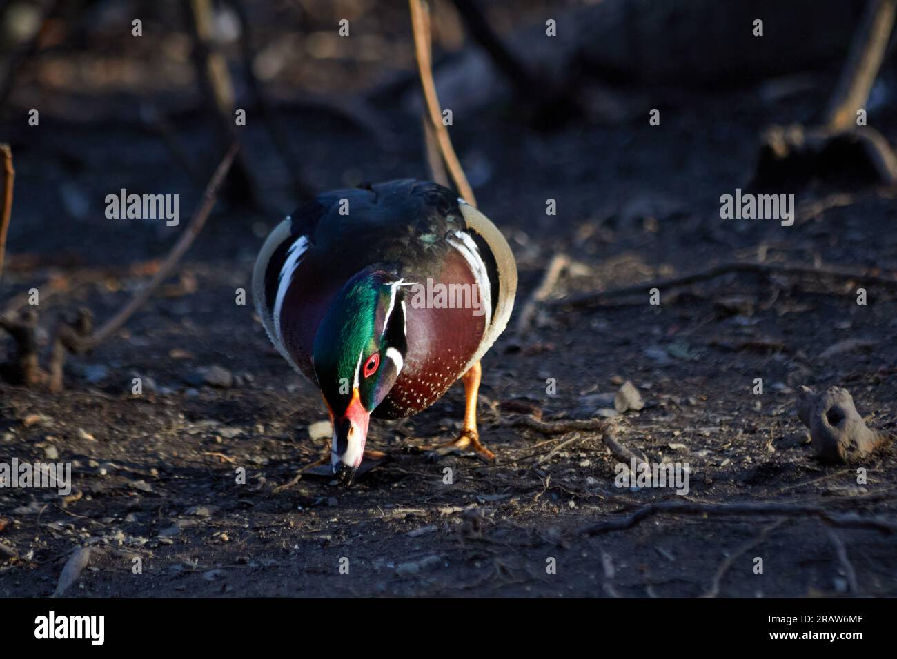 Sunshine lights up the side of a wood duck whose beak is close to the ...