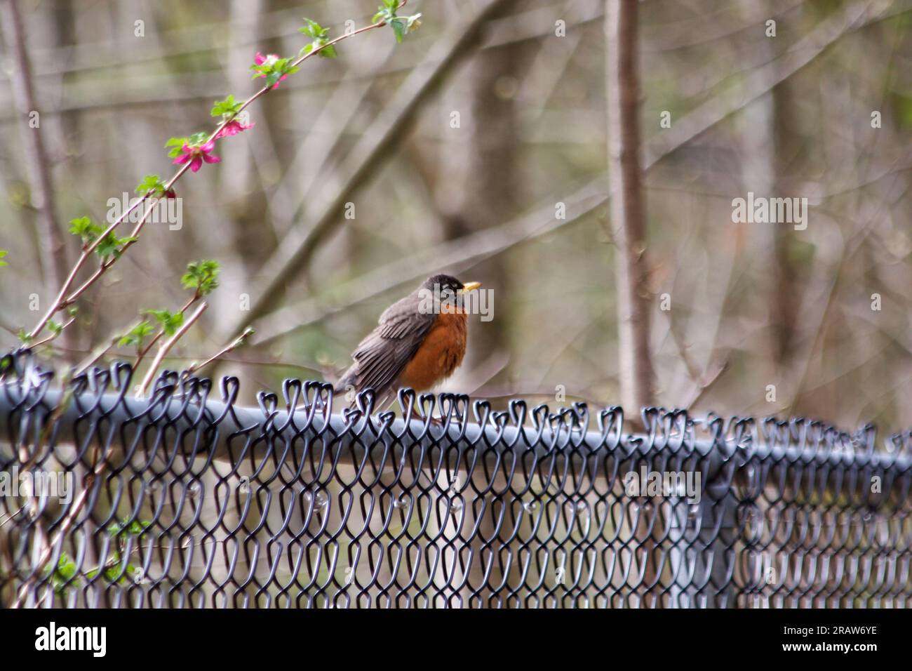 A robin perches on a fence Stock Photo - Alamy