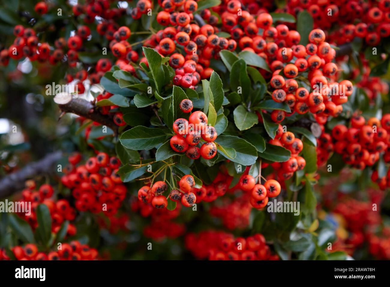 Bushes with firethorn orange berries Stock Photo - Alamy