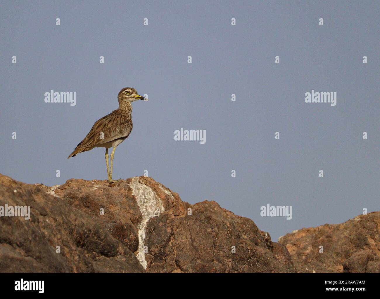 Senegal thick knee on rock hi-res stock photography and images - Alamy
