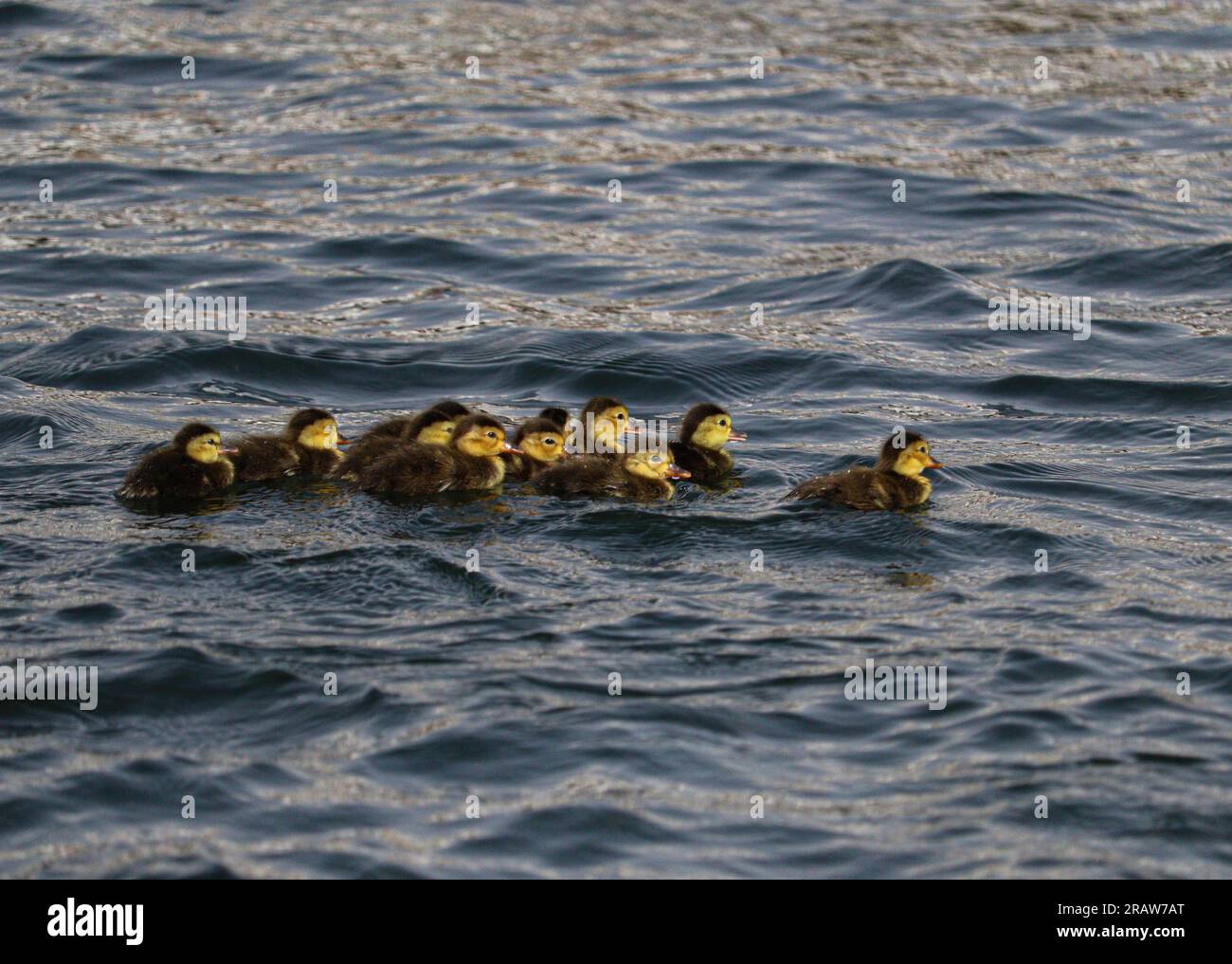 Ferruginous duck with chicks (Aythya nyroca) on the river Nile at Aswan ...