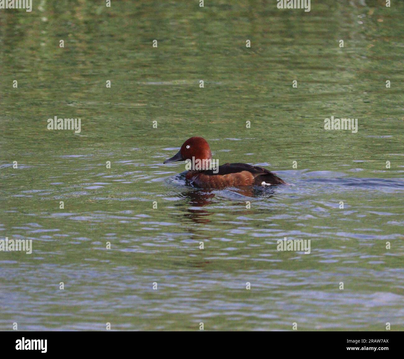 Ferruginous ducks egypt hi-res stock photography and images - Alamy