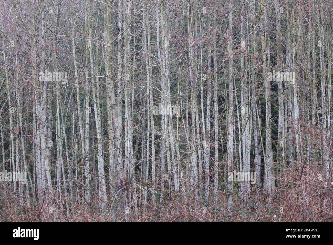 A bunch of birch trees Stock Photo - Alamy