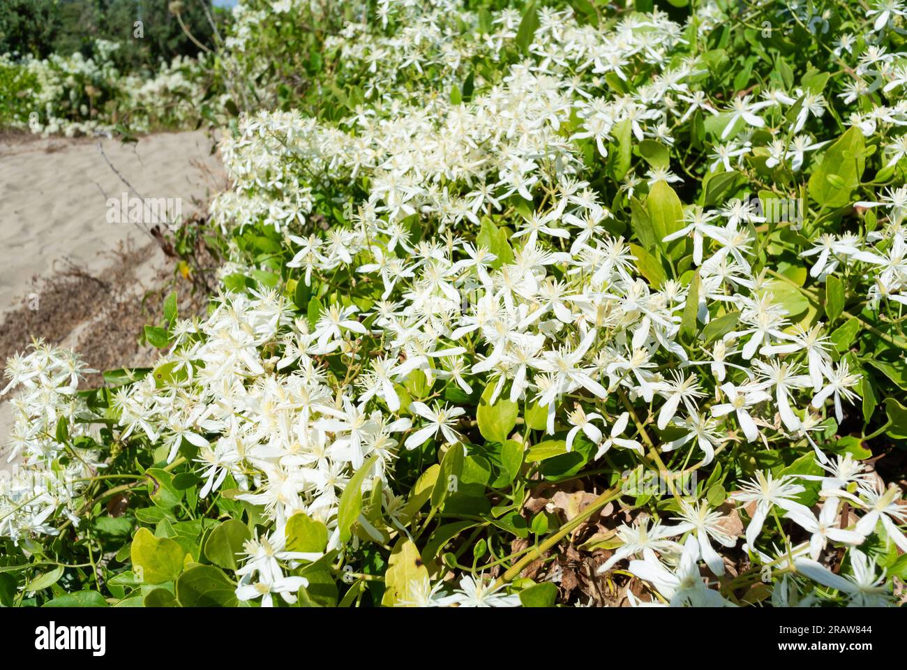 Rome, Lazio, Italy, White flowers of Clematis terniflora in ...