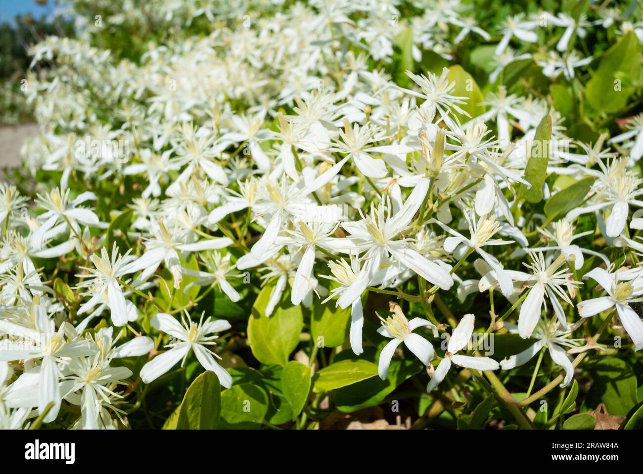 Rome, Lazio, Italy, White flowers of Clematis terniflora in ...