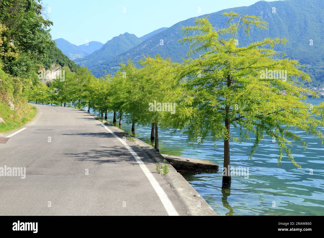 Bald cypress, Taxodium distichum. Tree avenue at Lake Iseo, Lago d'Iseo ...