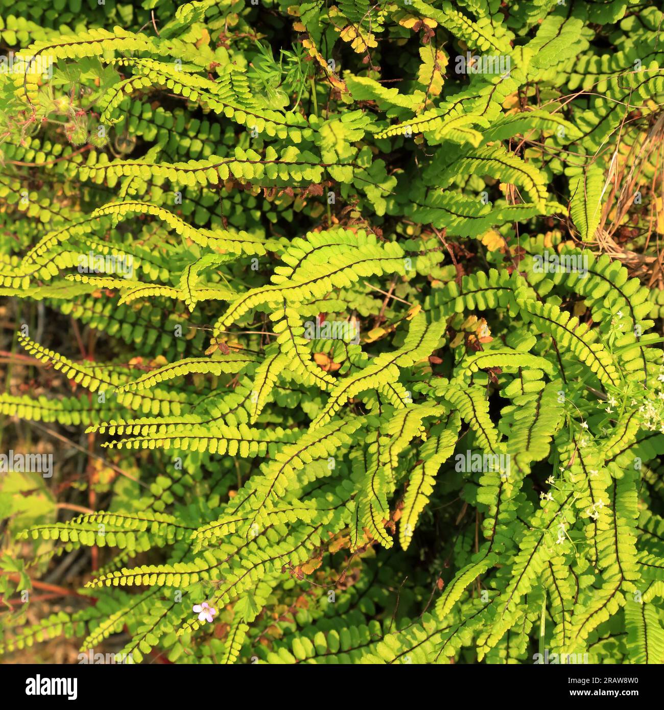 Asplenium trichomanes subsp quadrivalens hi-res stock photography and ...