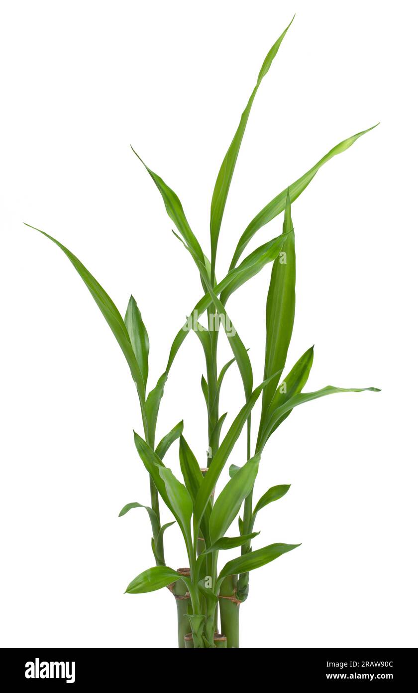 Bamboo plant cut out hi-res stock photography and images - Alamy
