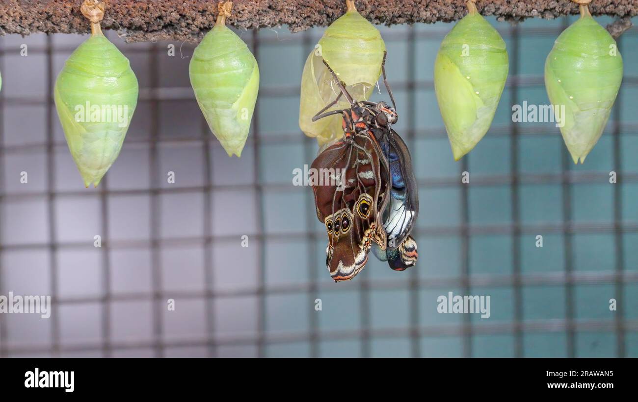 blue morpho butterfly stretches its wings after emerging from its ...